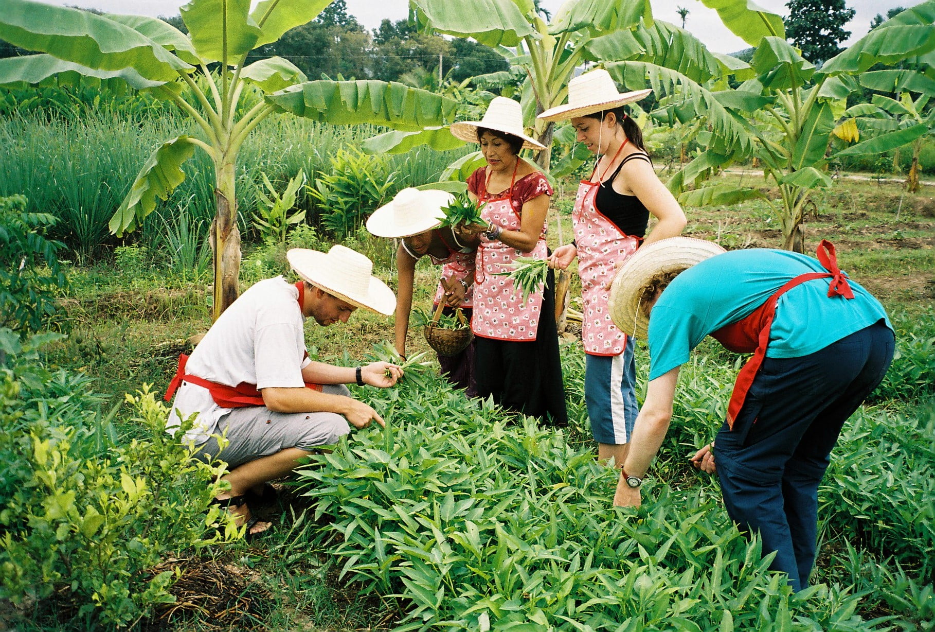 The First And Original Thai Cooking School An Organic Farm