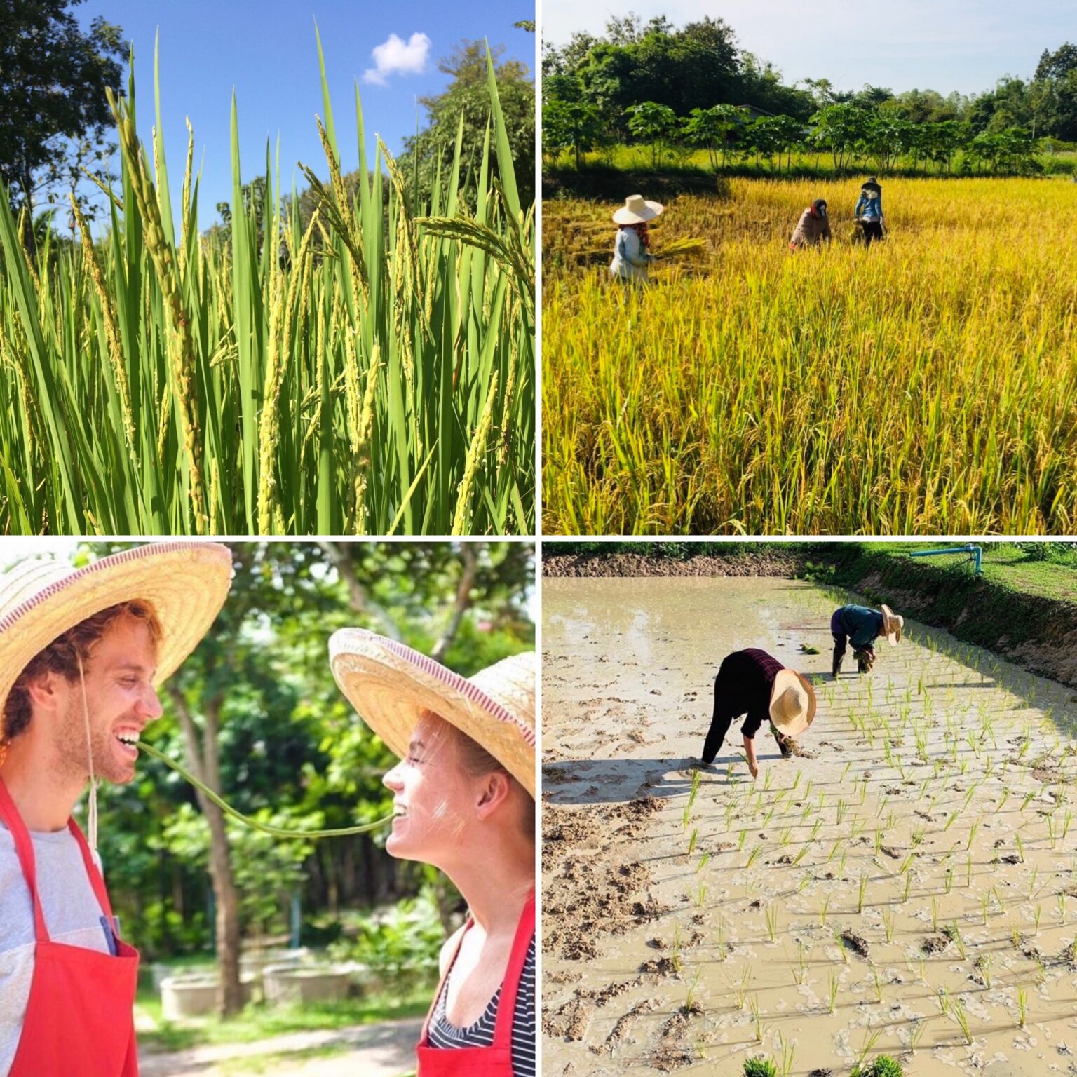 The First And Original Thai Cooking School At An Organic Farm Since ...