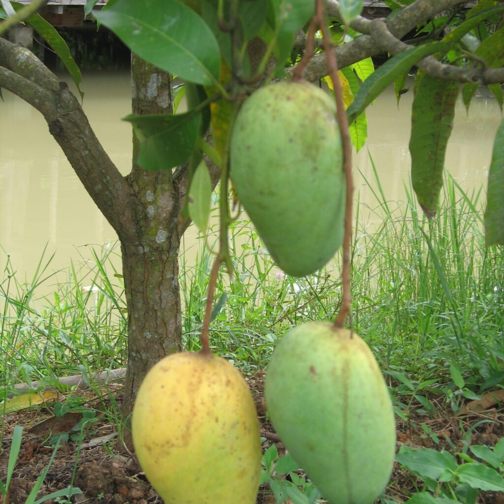 Mango Ma Muang - Chiang Mai Thai Farm Cooking School
