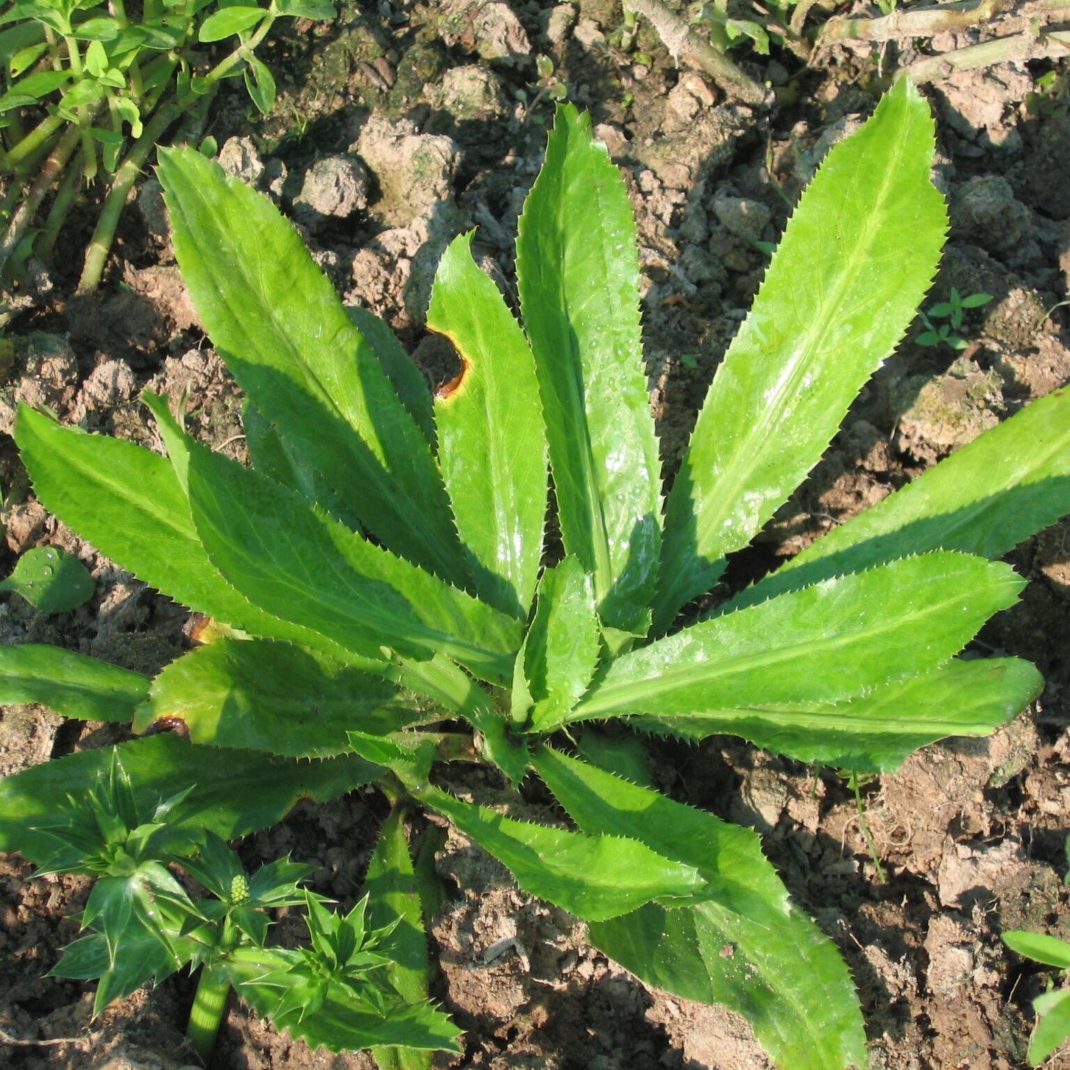 Thai Parsley Pak Chee Farang - Chiang Mai Thai Farm Cooking School