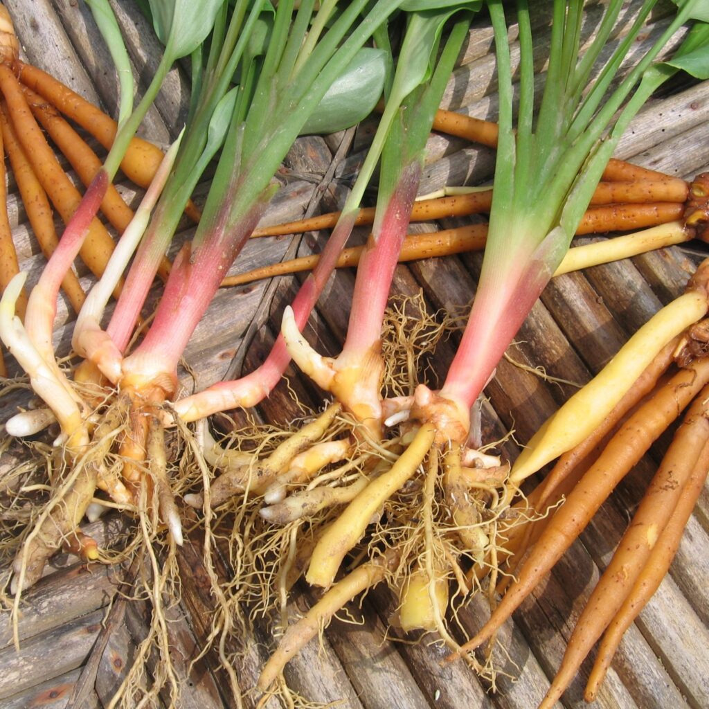 Thai Ginseng Kra Chay - Chiang Mai Thai Farm Cooking School