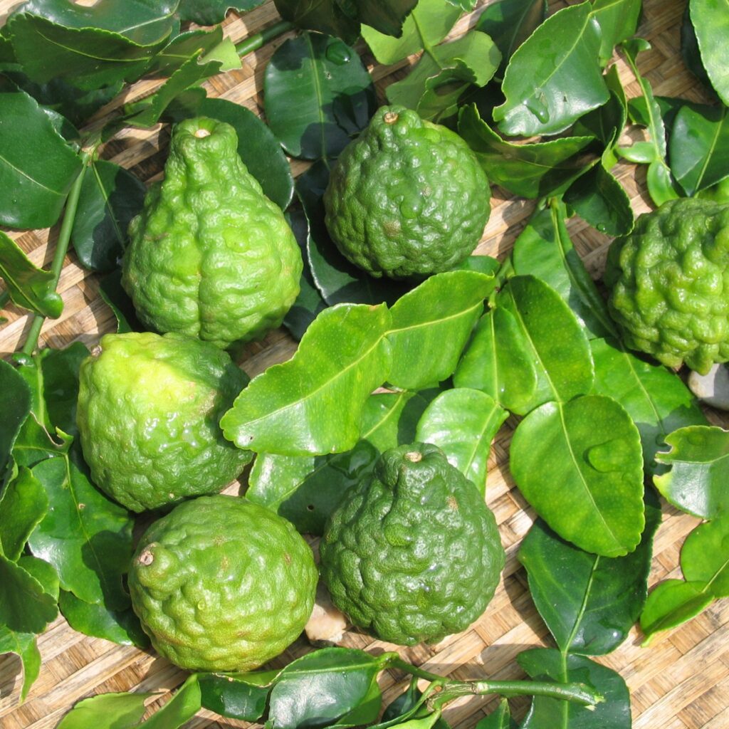 Kaffir Lime Ma Kroot - Chiang Mai Thai Farm Cooking School