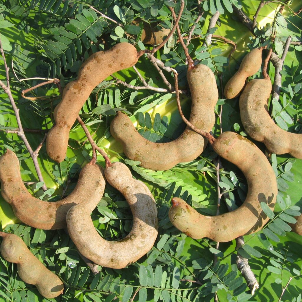Tamarind Ma Khaam - Chiang Mai Thai Farm Cooking School