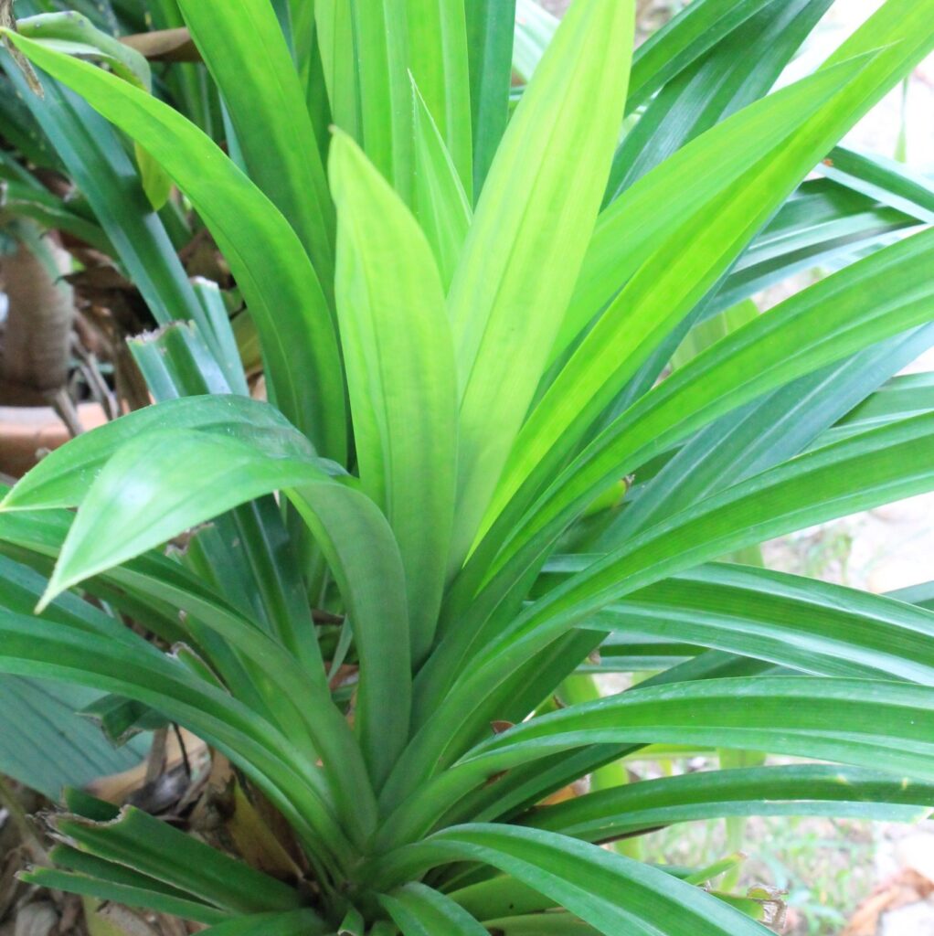 Pandan Leaves Bai Teuy - Chiang Mai Thai Farm Cooking School