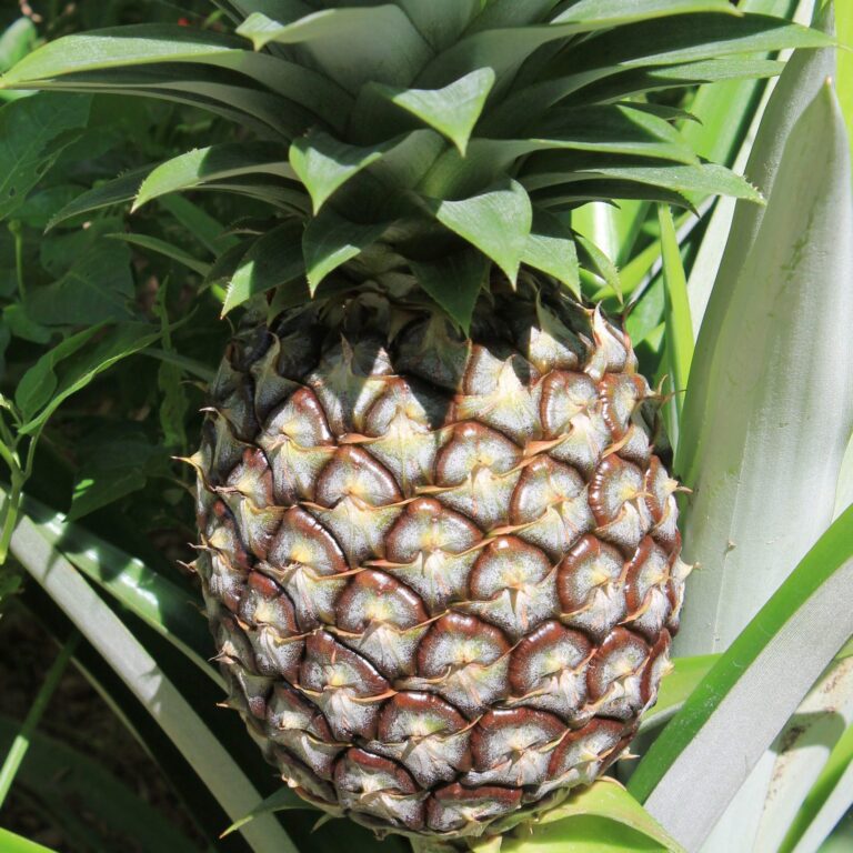 OUR ORGANIC FARM - The First And Original Thai Cooking School At An ...