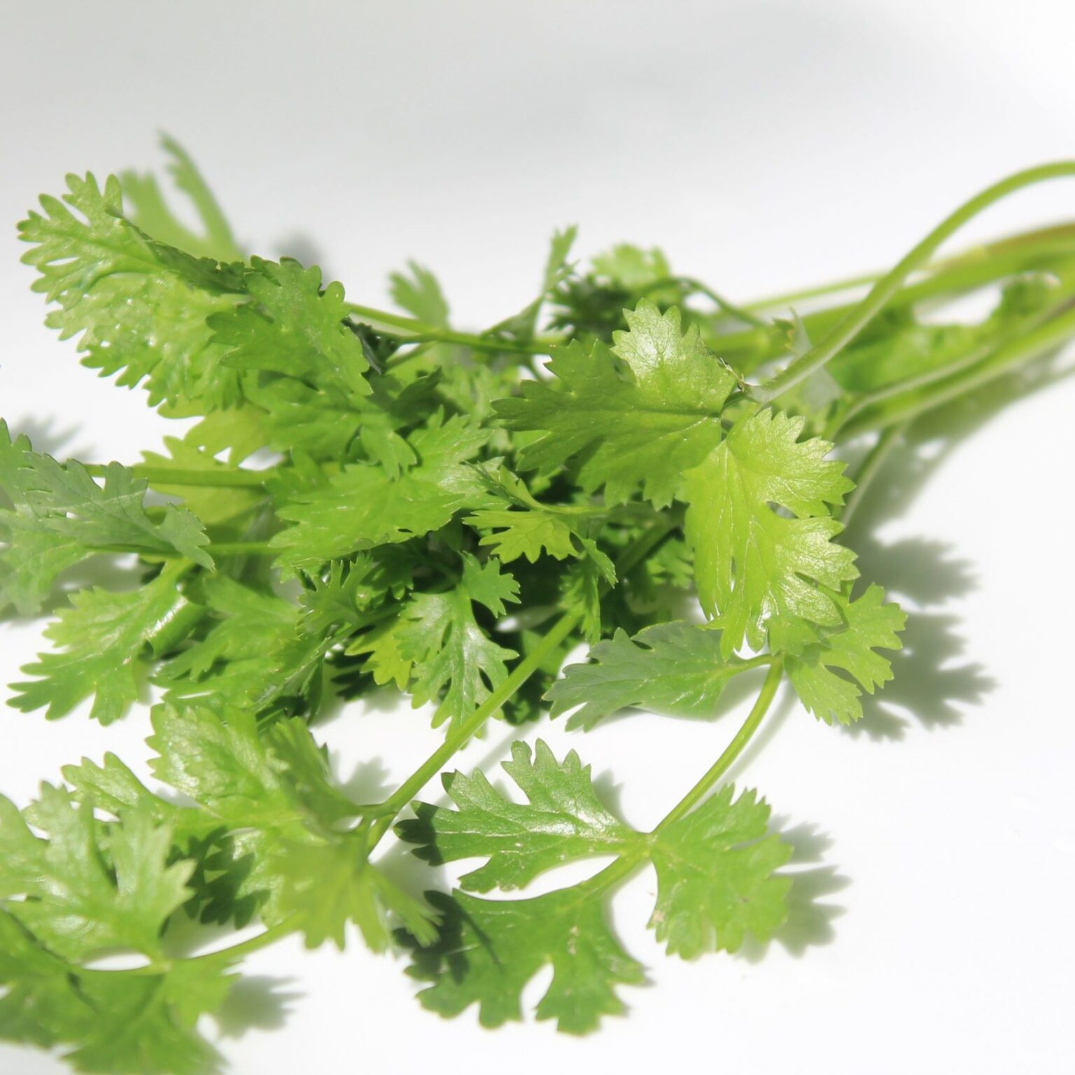 Coriander Pak Chee - Chiang Mai Thai Farm Cooking School