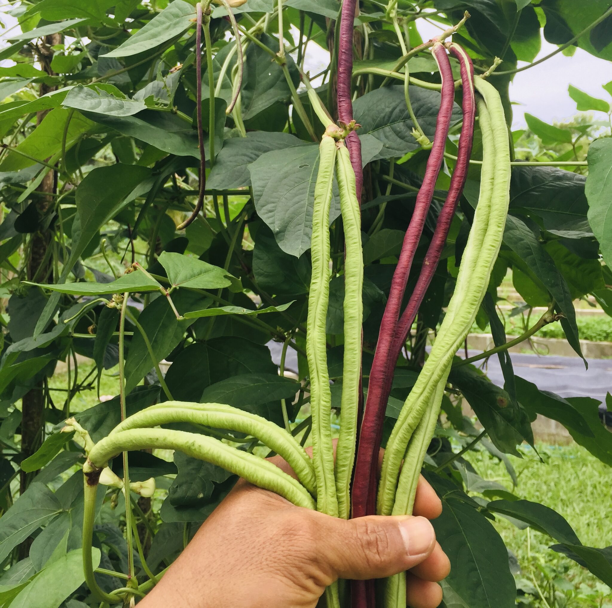 Long Beans Thua Fak Yao - Chiang Mai Thai Farm Cooking School